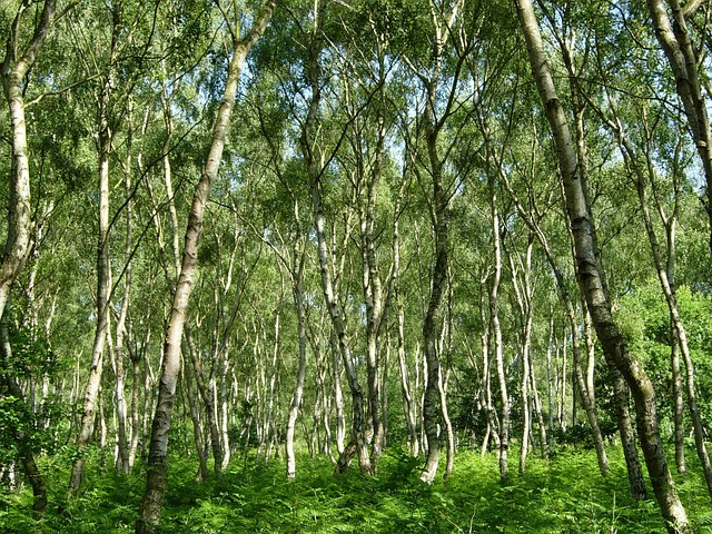 Sherwood Forest Trees Green - Free photo on Pixabay - Pixabay