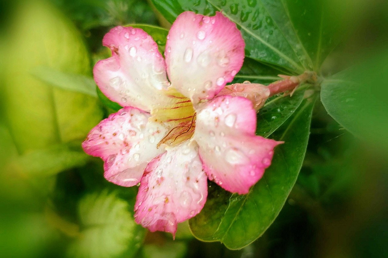 200+ Free Adenium & Nature Images - Pixabay