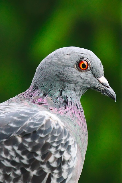 Pigeon Bird Feather - Free photo on Pixabay