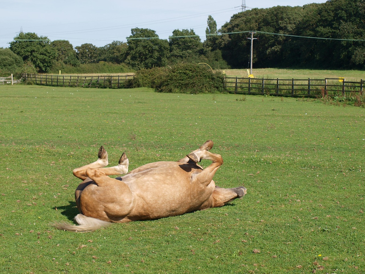 Cavalo Pónei - Foto gratuita no Pixabay - Pixabay