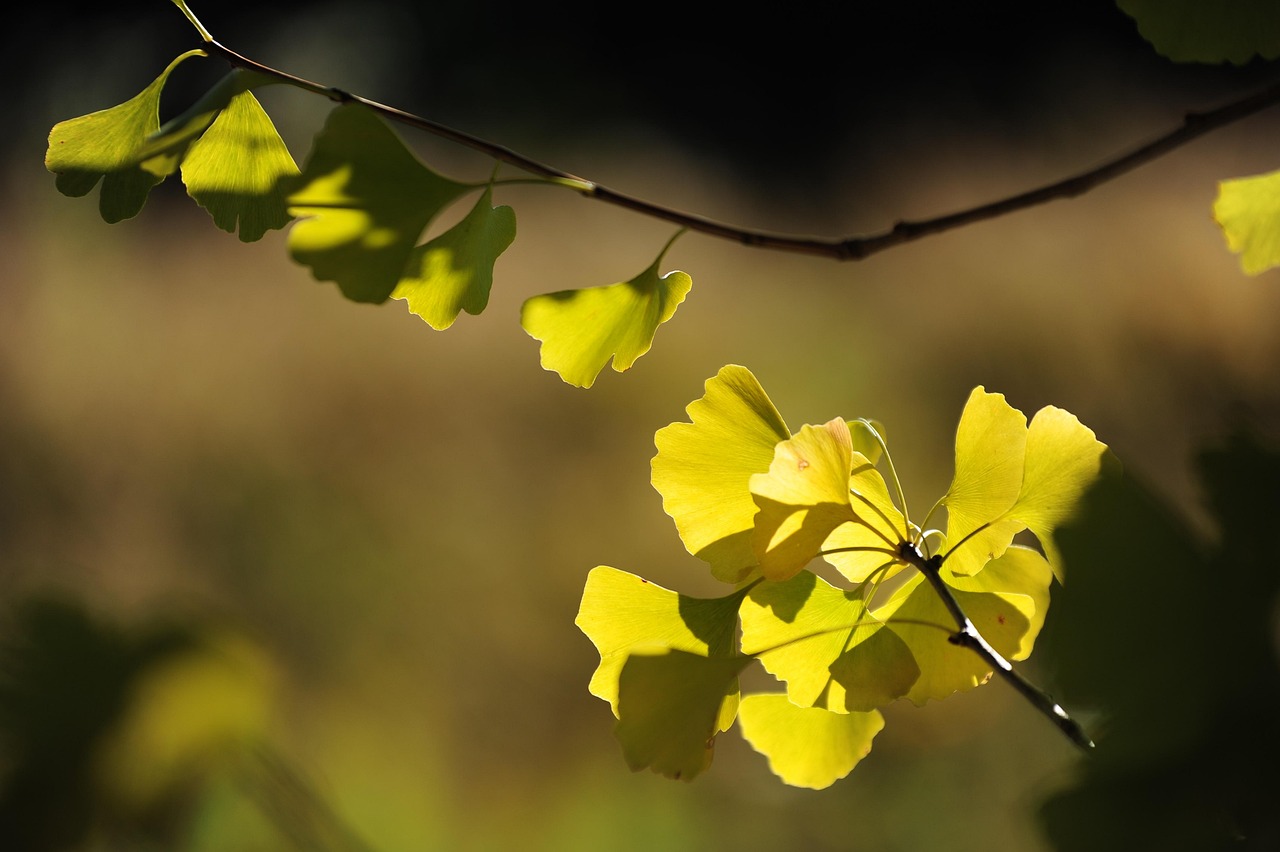 Gingko Tree Sun Light - Free photo on Pixabay - Pixabay