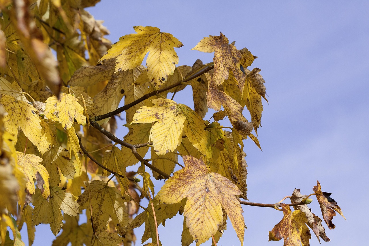 Maple Fall Leaf - Free photo on Pixabay