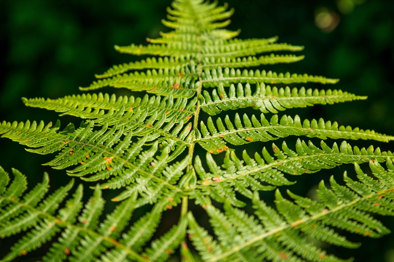 Samambaia Verde Floresta - Foto gratuita no Pixabay