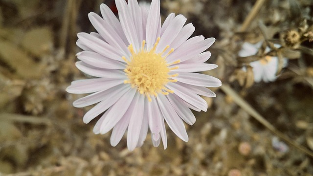 Natureza Flor Bela Da - Foto gratuita no Pixabay - Pixabay