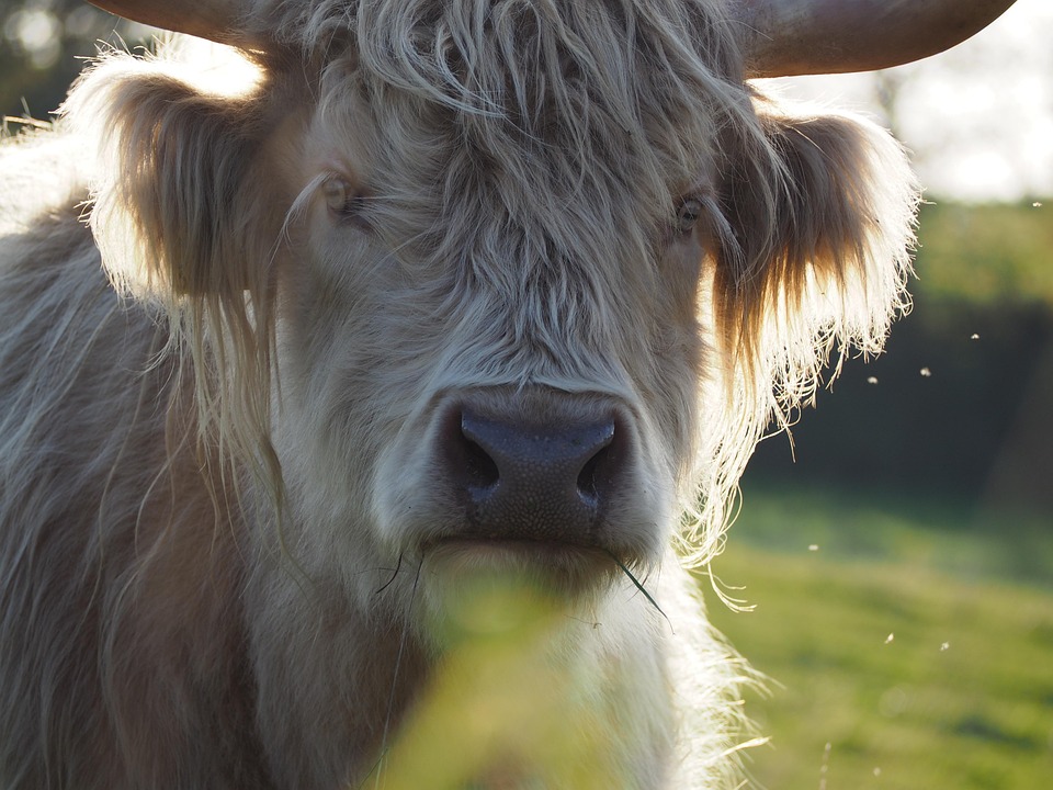 Beef Highland Cattle Scottish - Free photo on Pixabay