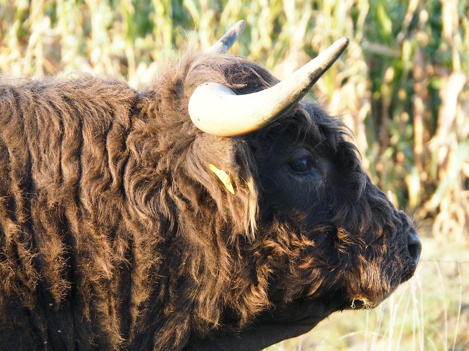 Beef Cow Highland Cattle - Free photo on Pixabay - Pixabay
