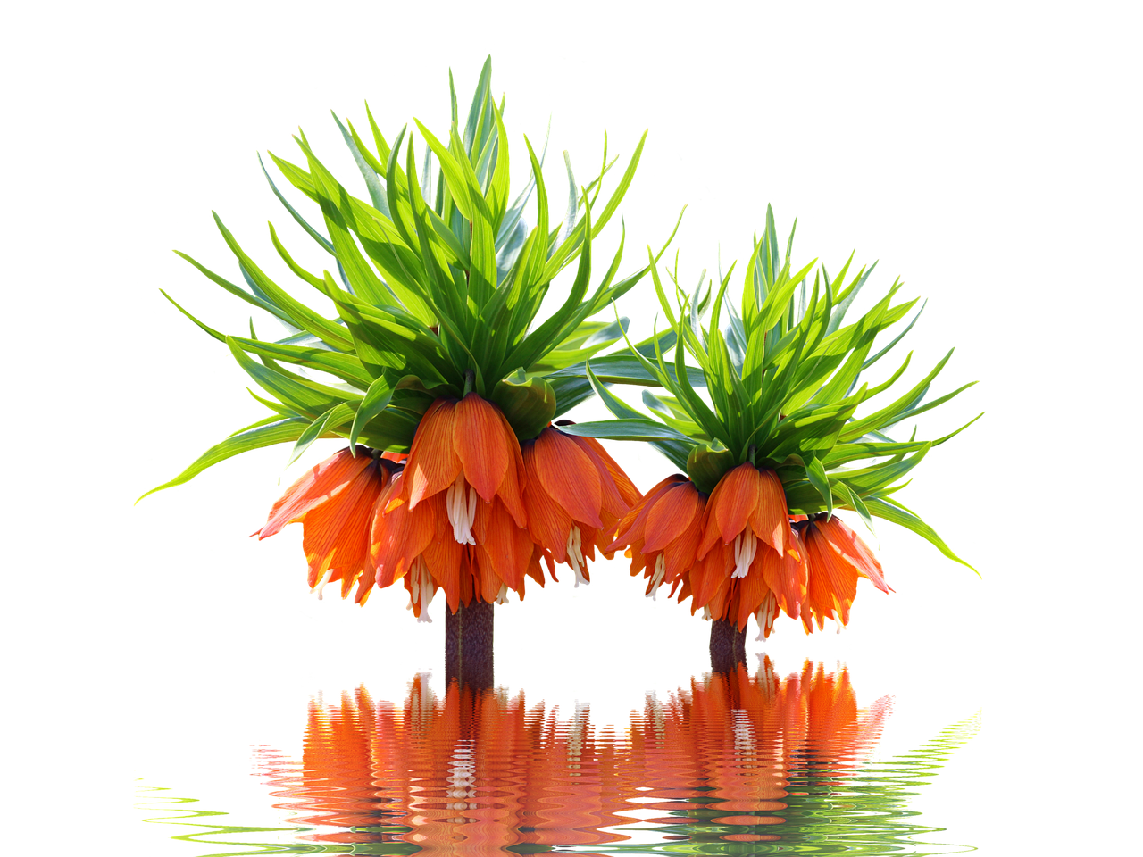 Más de 200 fotos de Azahar y Flor gratis - Pixabay