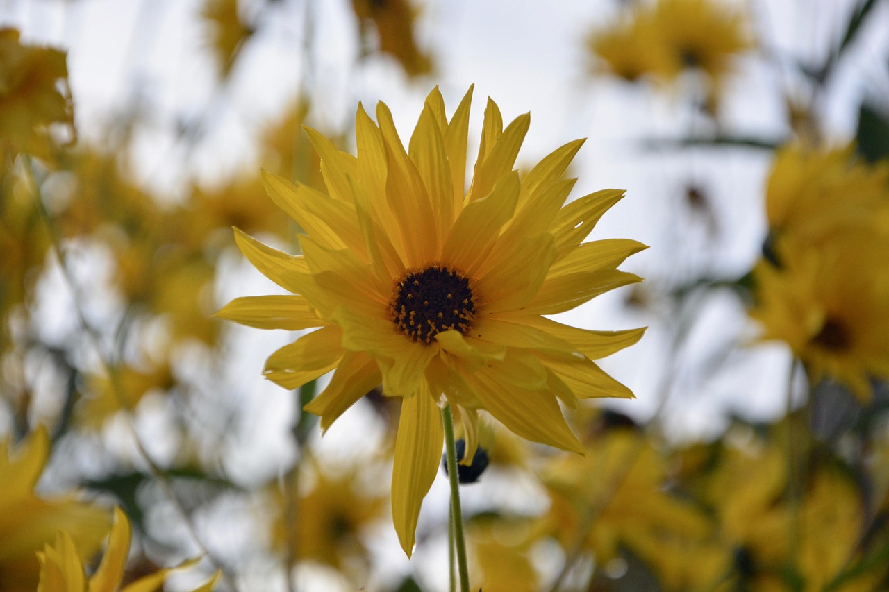 Flores De Color Amarillo Pétalos - Foto gratis en Pixabay - Pixabay