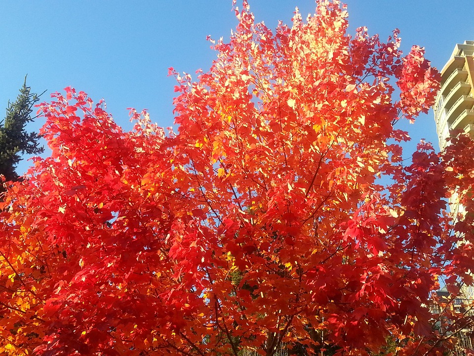 Maple Leafe Colour - Free photo on Pixabay
