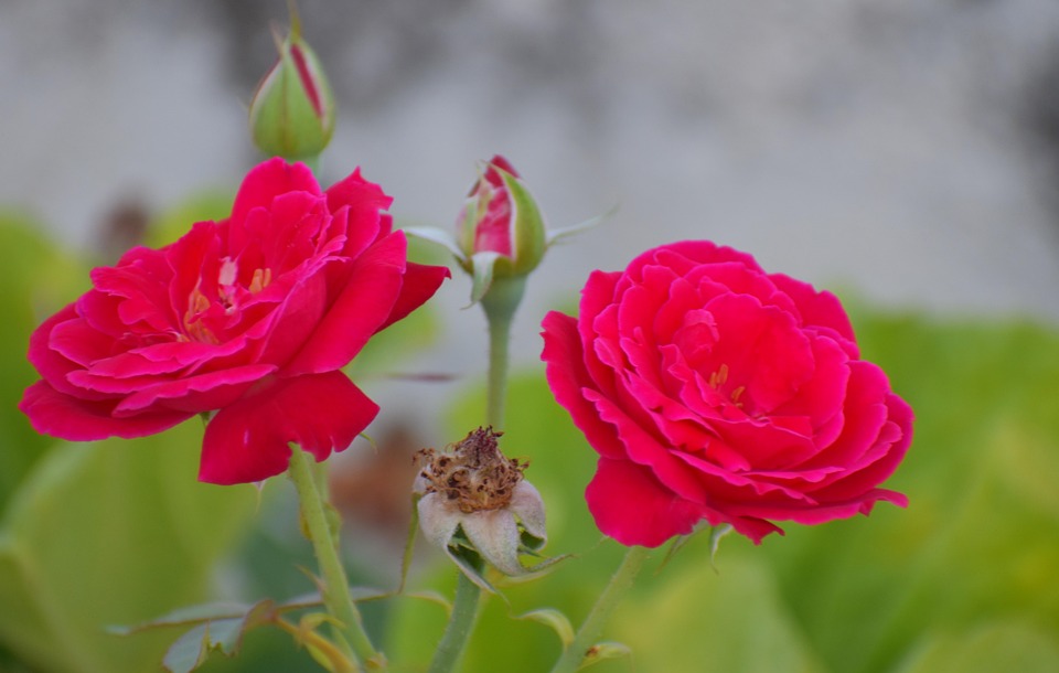 Twin Roses Buds Shredded Flower - Free photo on Pixabay - Pixabay