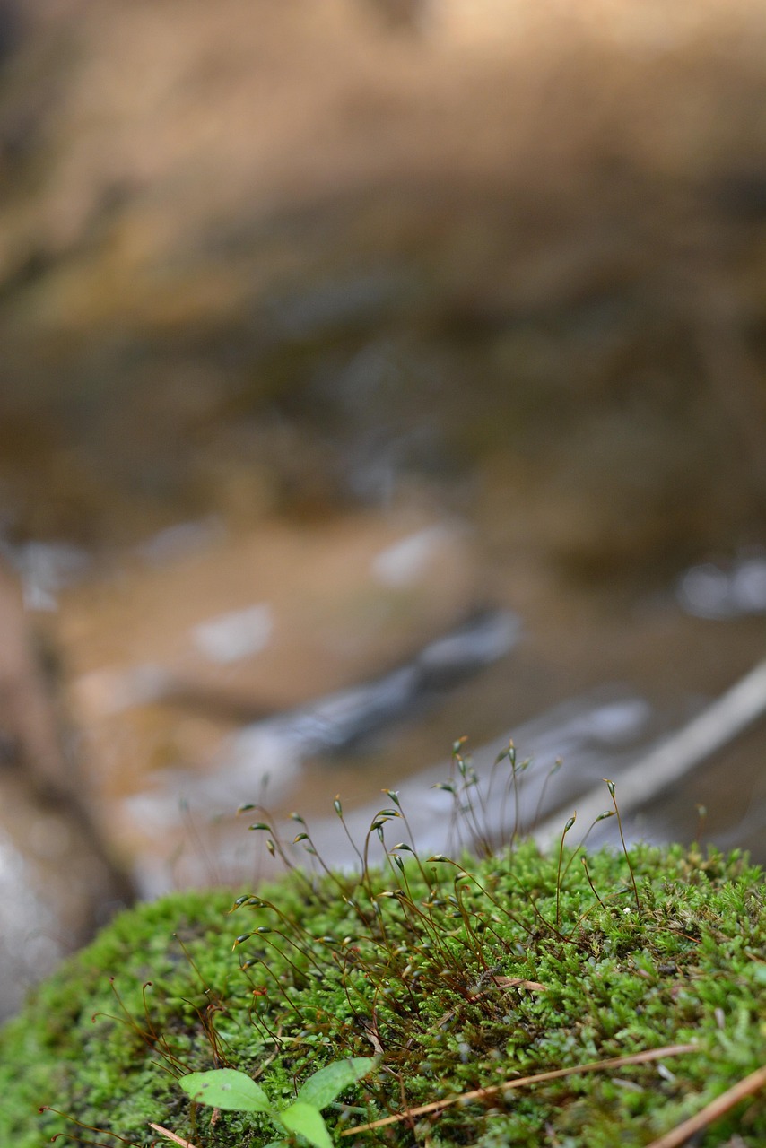 Moss Flower Nature - Free photo on Pixabay - Pixabay