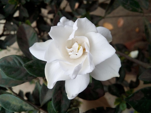 Flower Leaf Nature - Free photo on Pixabay