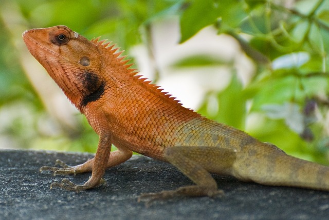 Garden Fence Lizard Thailand Asia - Free photo on Pixabay