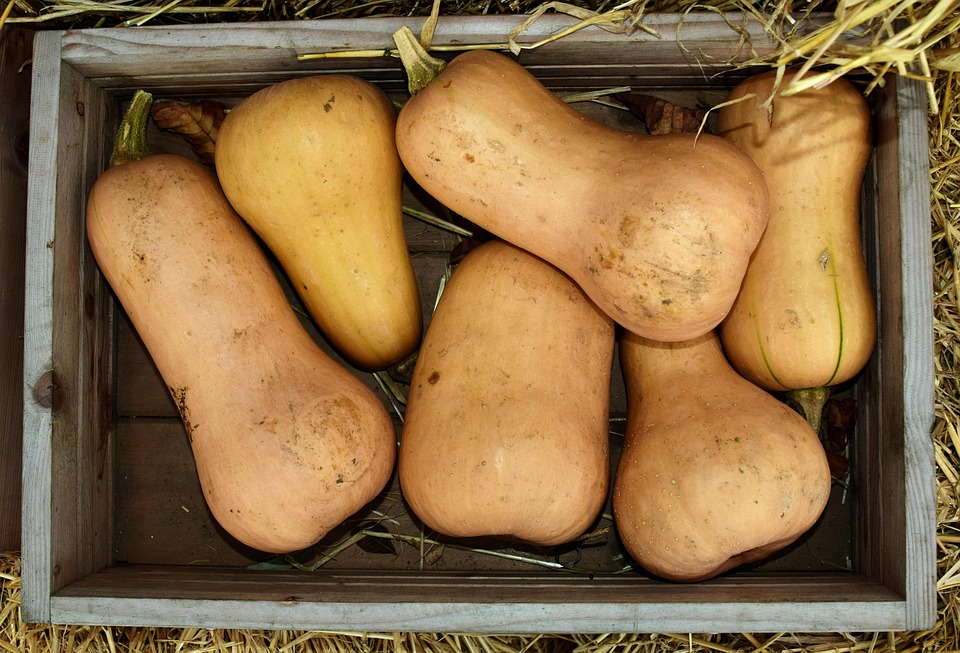 Pumpkin Butternut Squash - Free photo on Pixabay