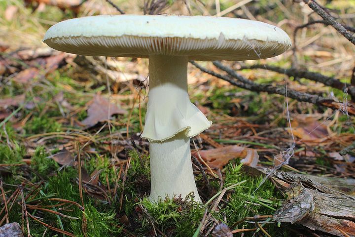 9+ Free Muchomor Sromotnikowy & Amanita Phalloides Images - Pixabay