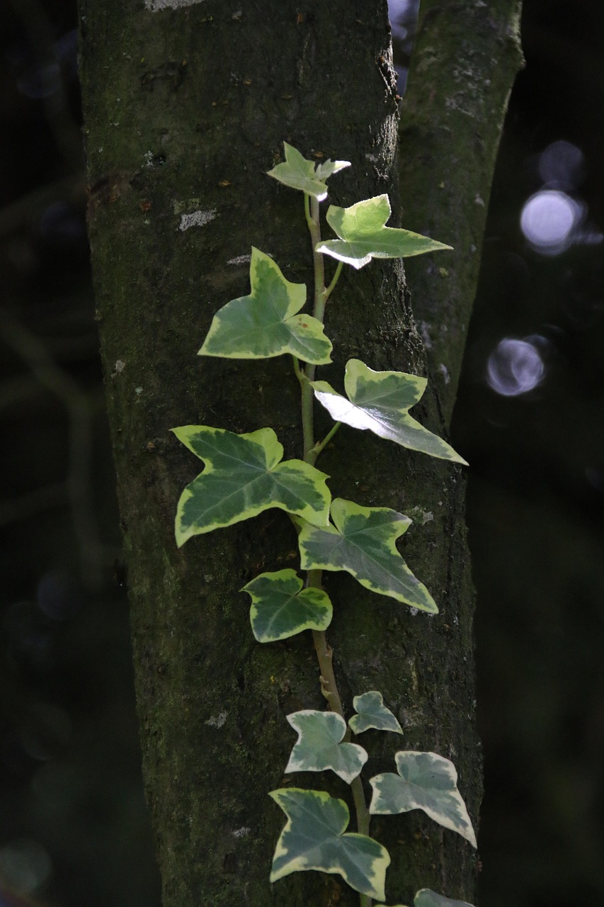 Lierre Panaché Tronc Plante - Photo gratuite sur Pixabay - Pixabay