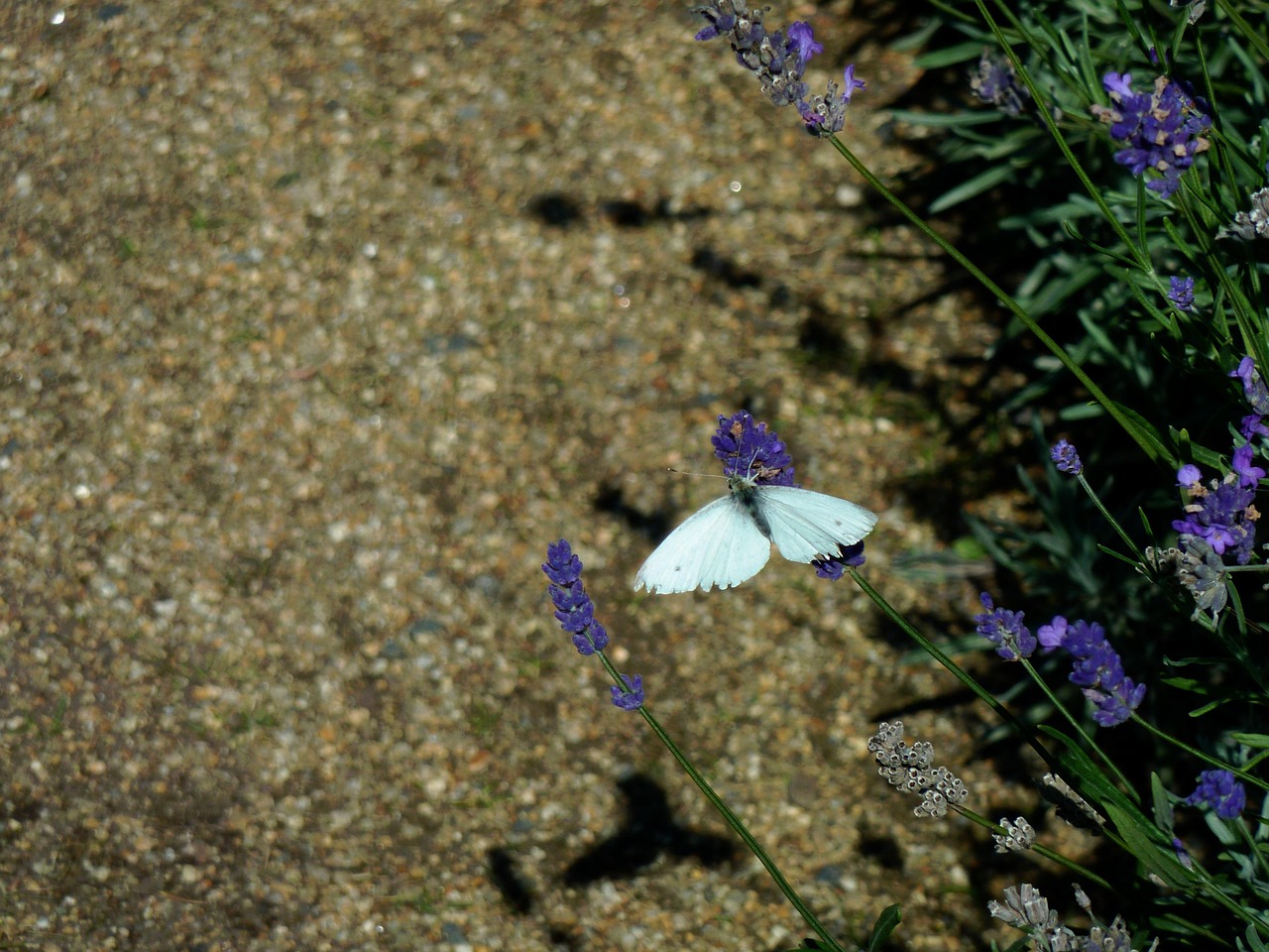 Mariposa Blanco Insecto - Foto gratis en Pixabay - Pixabay