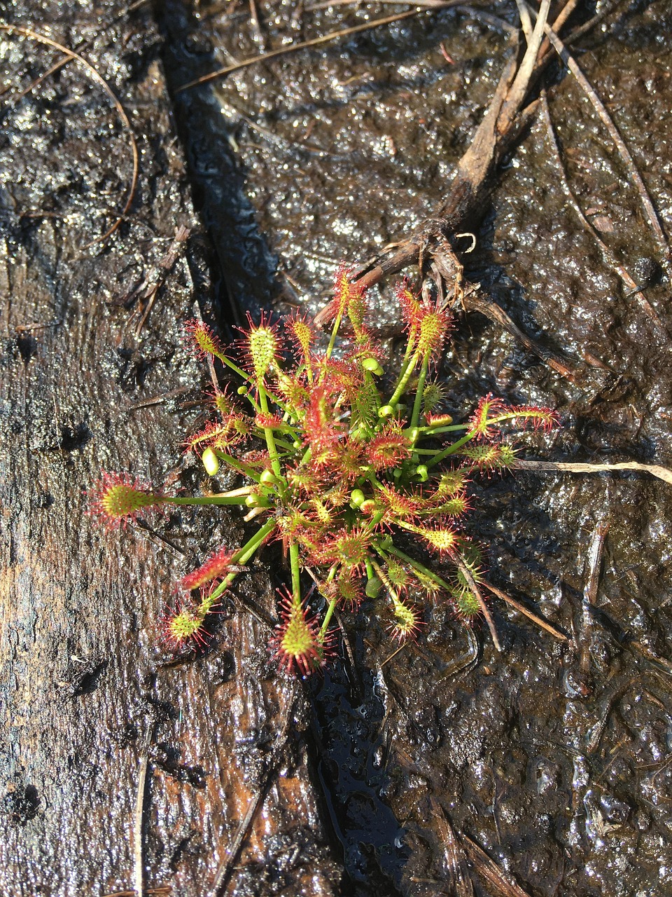 100+ Free Sundew & Drosera Photos - Pixabay