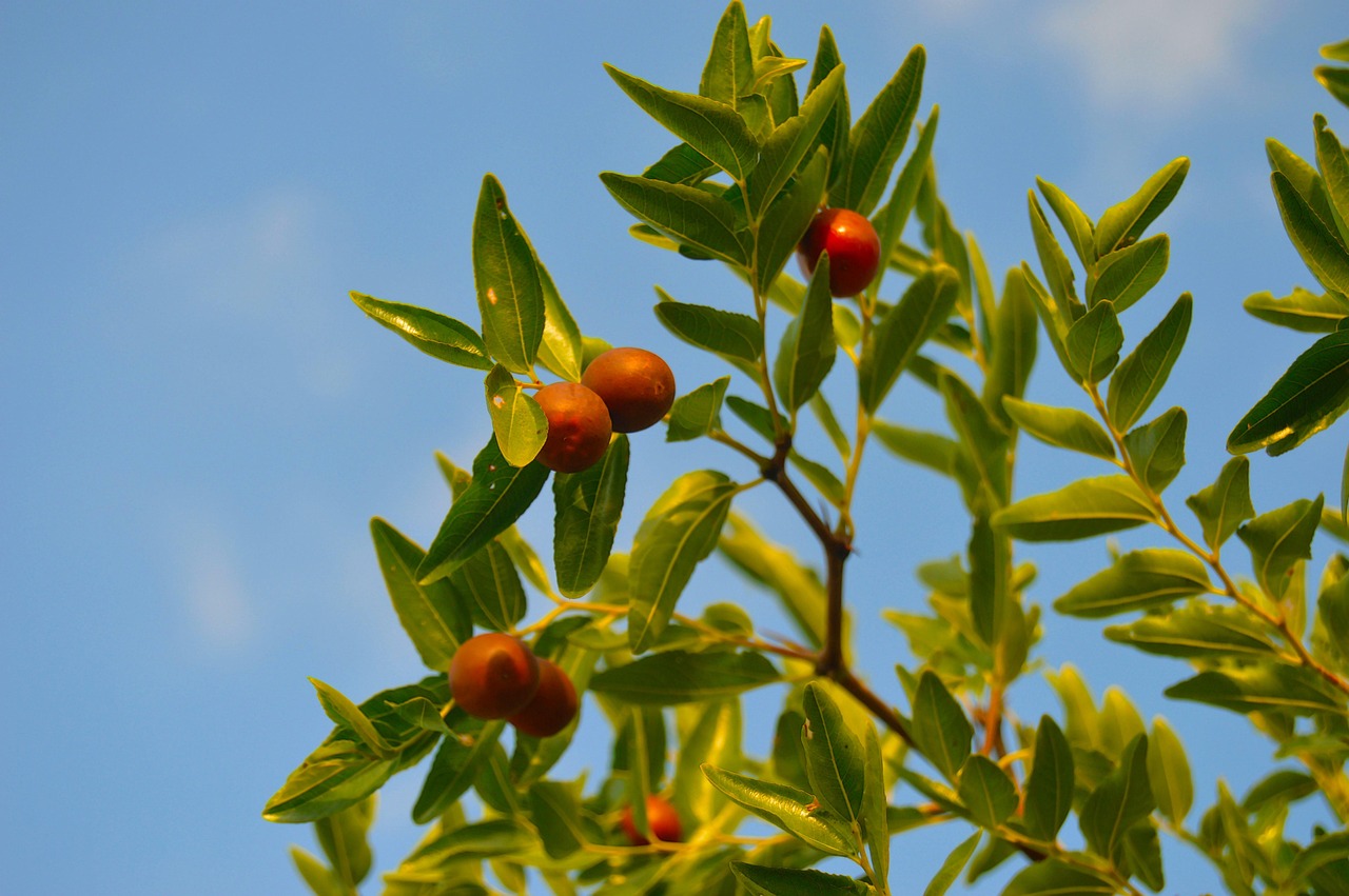 2+ Free Jínjoles & Fruit Tree Images - Pixabay