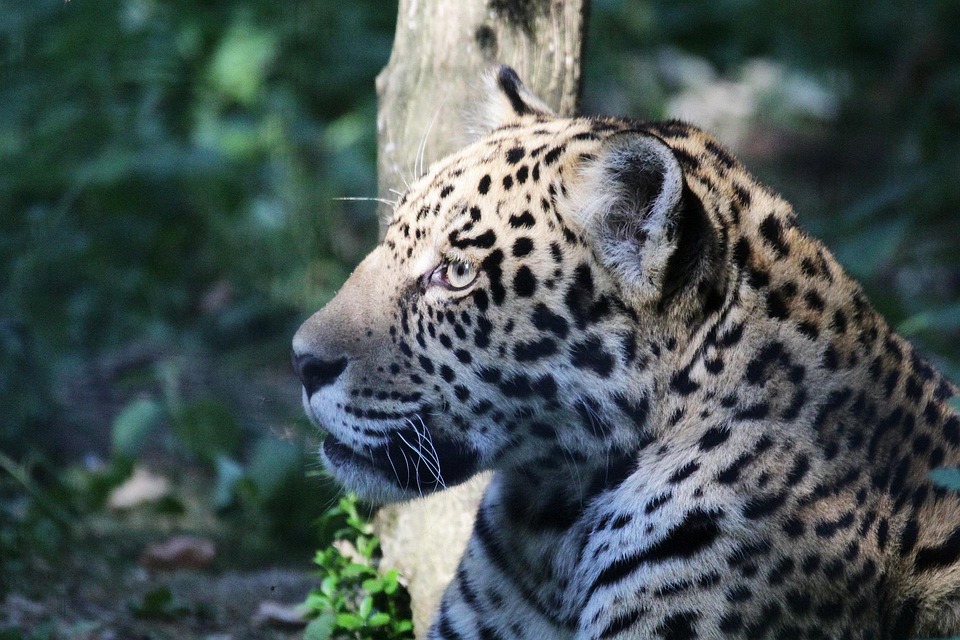 Leopard Tier Zoo Wilde - Kostenloses Foto auf Pixabay - Pixabay
