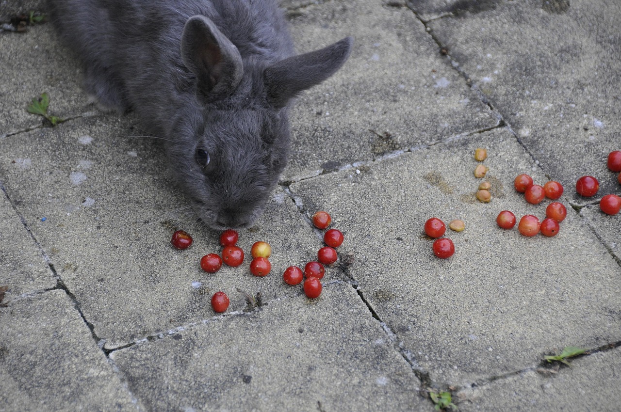Schne Drfen Kaninchen Kirschen Essen Fotos