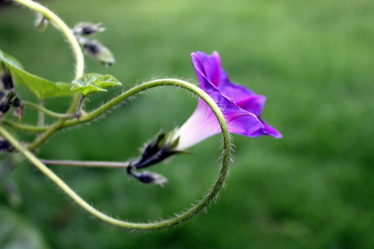 Bindweed Creeper Purple Flower - Free photo on Pixabay - Pixabay