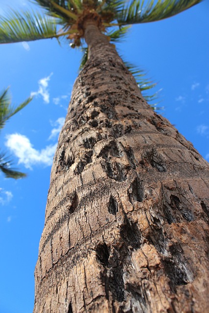 Hawaii Palmier Tropical - Photo gratuite sur Pixabay - Pixabay