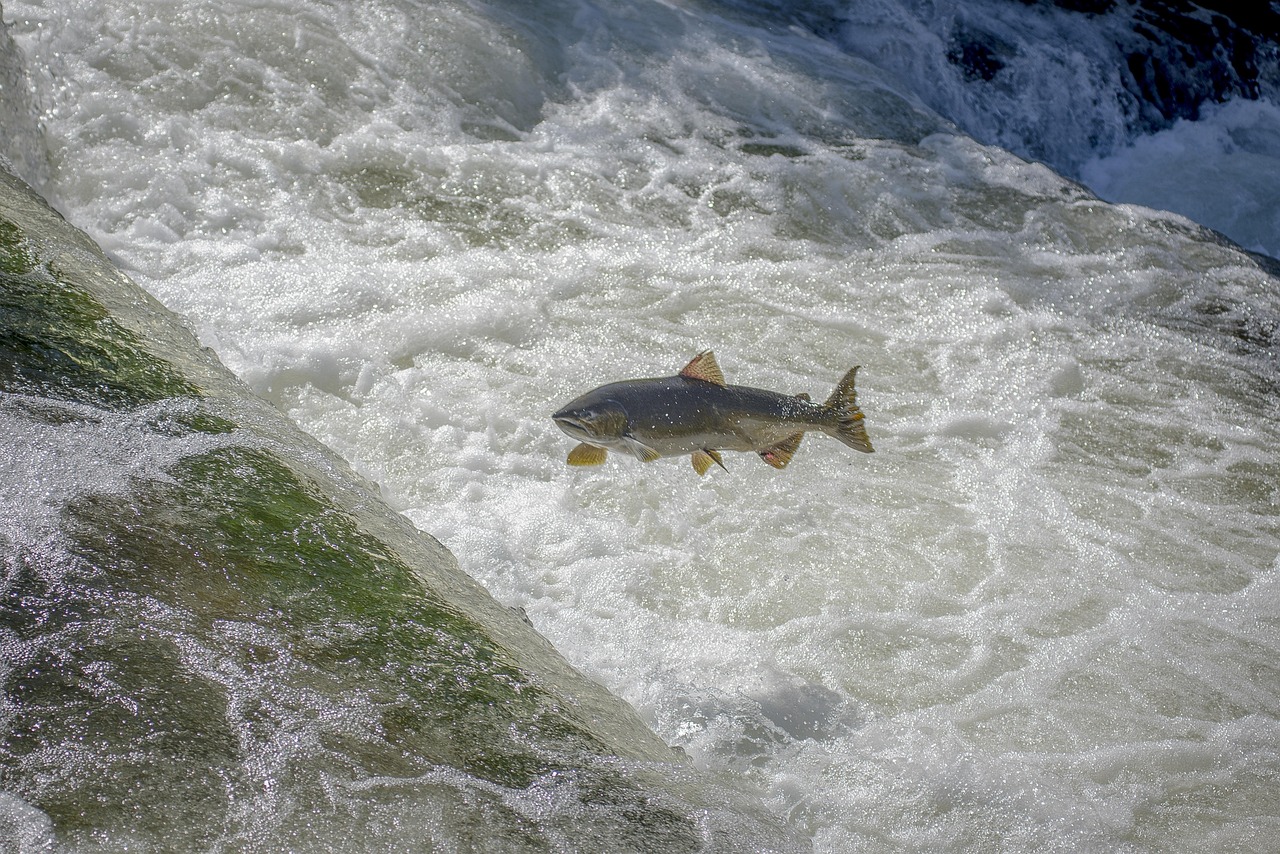 20,000+ Free Salmon Fish & Salmon Photos - Pixabay