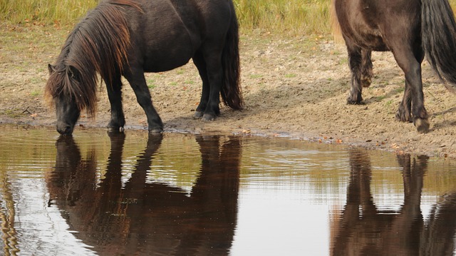 Cheval Chevaux Nature - Photo gratuite sur Pixabay - Pixabay
