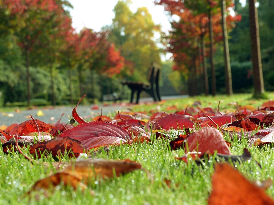 Autumn Fall Foliage October Golden - Free photo on Pixabay