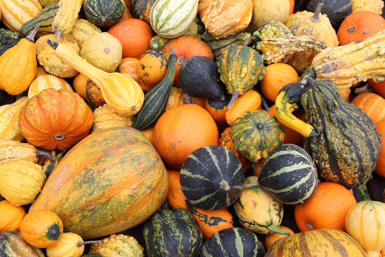 Pumpkin Fall Gourd - Free photo on Pixabay - Pixabay