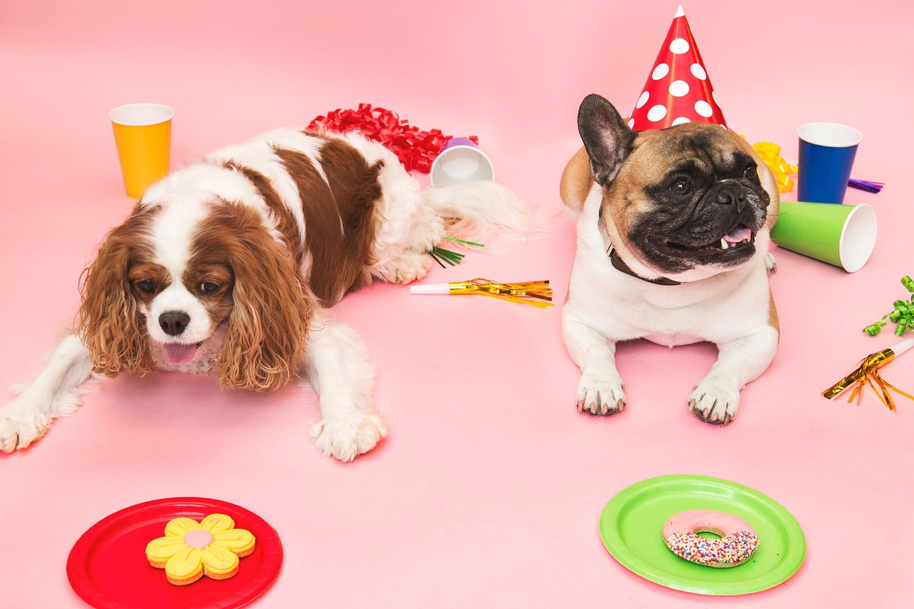 Party Dog Small - Free photo on Pixabay