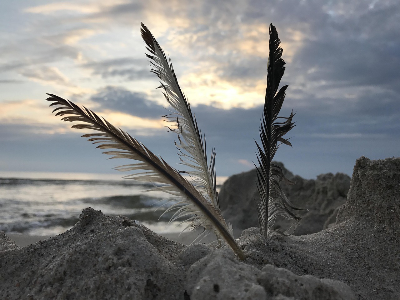 Sea Feather Sand - Free photo on Pixabay