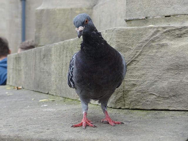 Dove Animal Gray - Free photo on Pixabay - Pixabay