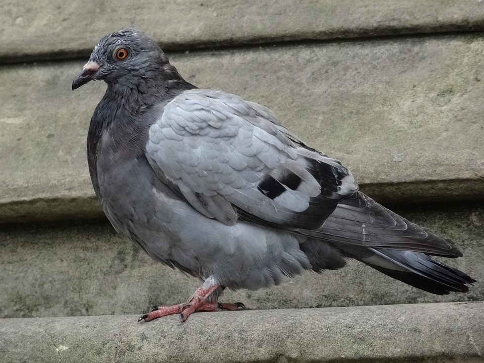 Old Dove Bird - Free photo on Pixabay - Pixabay