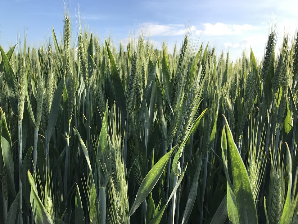 Green Fields Wheat Long Grass - Free photo on Pixabay
