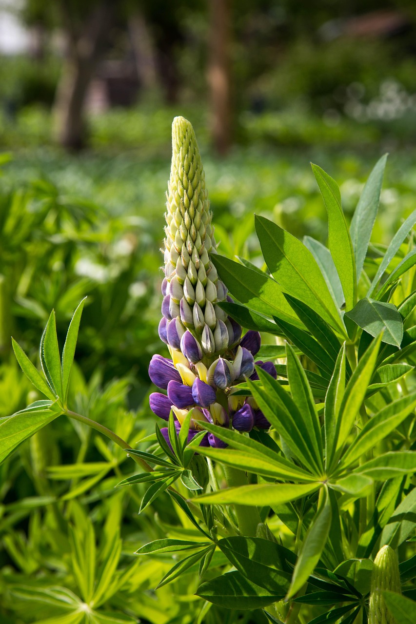 Plante Fotografie Gratuită Pe Pixabay