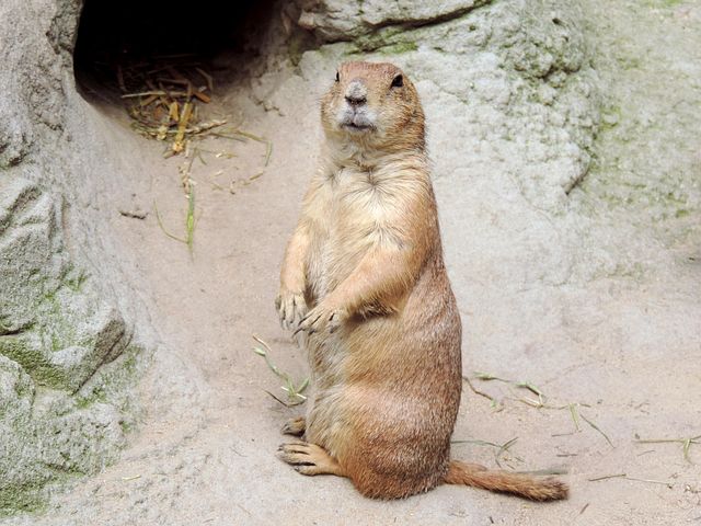 90+ Free Groundhog & Animal Images - Pixabay