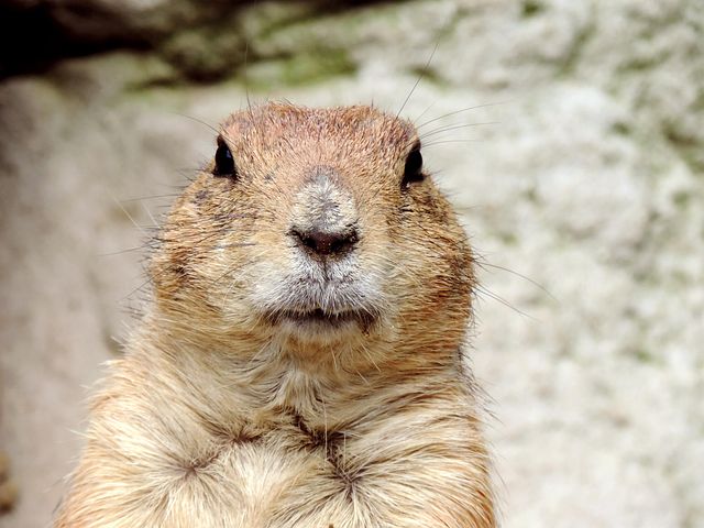 100+ Free Groundhog & Animal Images - Pixabay