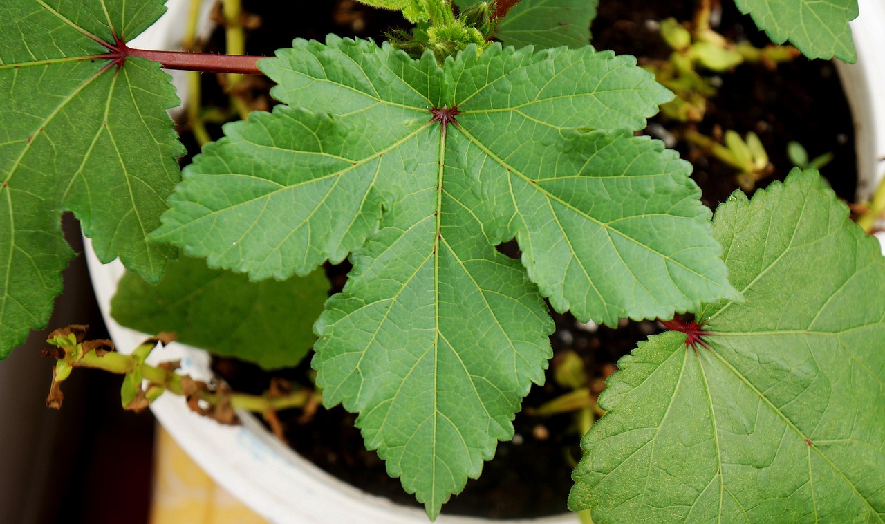 Nature Big Leaves Leaf - Free photo on Pixabay - Pixabay