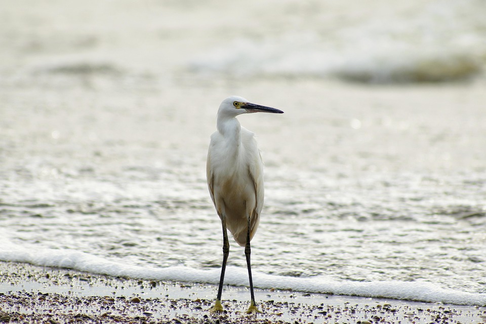 Animal Sea River - Free photo on Pixabay - Pixabay
