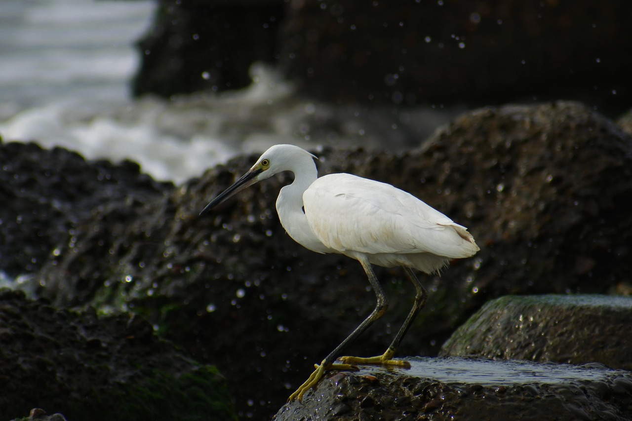 Animal Sea River - Free photo on Pixabay - Pixabay