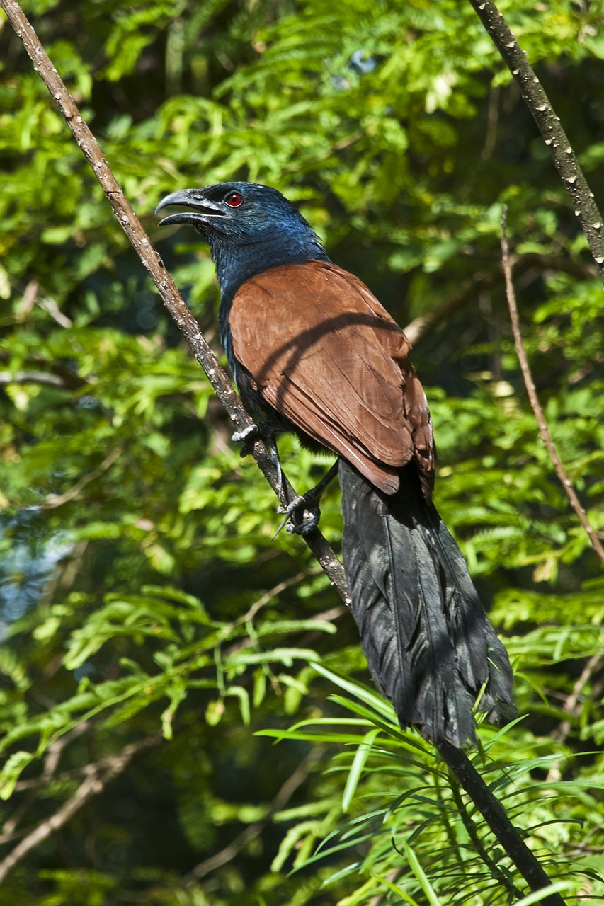 300 + 무료 Greater Coucal & 자연 이미지 - Pixabay