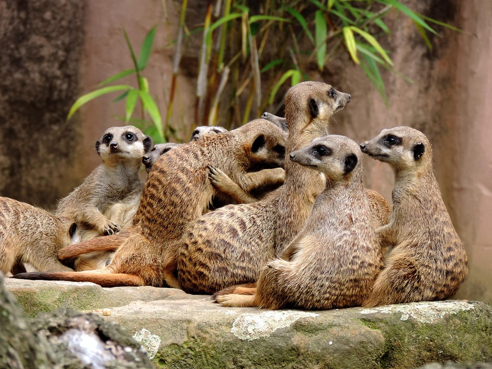 Meerkat Mongoose Suricata - Free photo on Pixabay