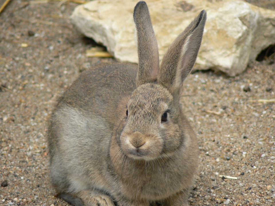 Rabit Rabbit Farm - Free photo on Pixabay