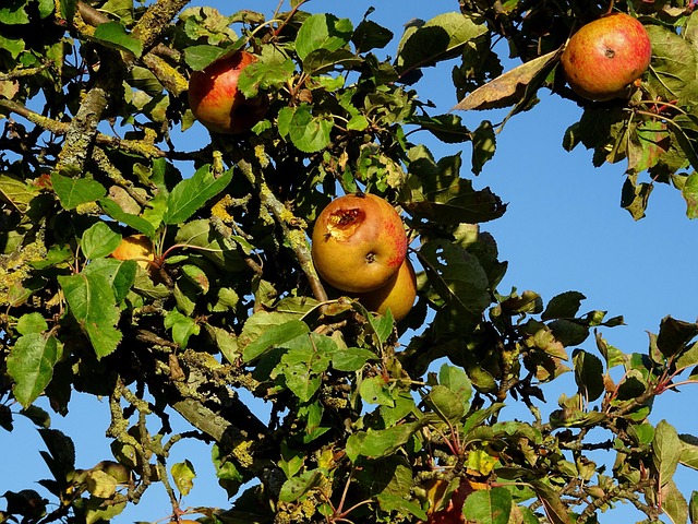 Árbol De Manzana Avispa - Foto gratis en Pixabay - Pixabay