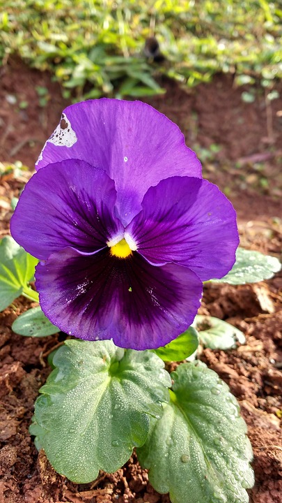 Foto Violeta Hermosa - Foto gratis en Pixabay - Pixabay