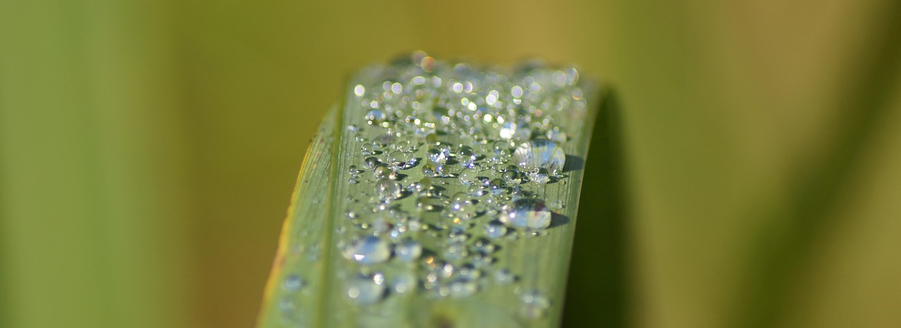 Daun Tetesan Air Titisan Hujan - Foto gratis di Pixabay - Pixabay