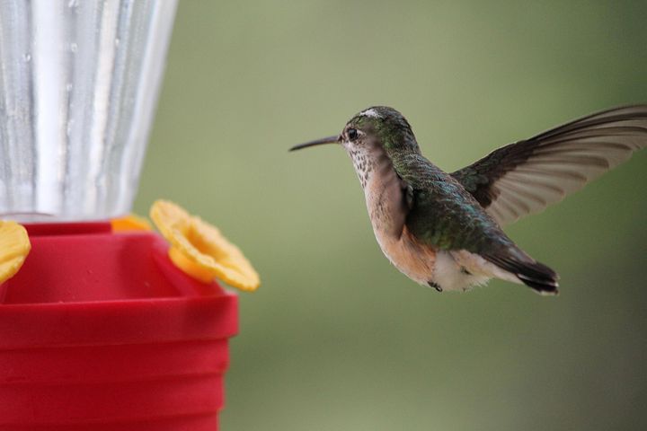 60+ Free Humming Bird & Hummingbird Photos - Pixabay