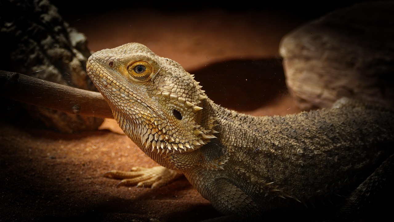 100+ kostenlose Bartagame und Reptil-Bilder - Pixabay